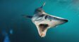 Tiburón Mako - Tiburonalia