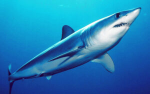 Tiburón Mako - Tiburonalia
