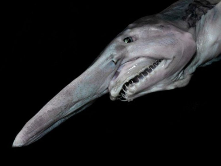 El tiburón duende, catalogado como una especie rara por su color ...