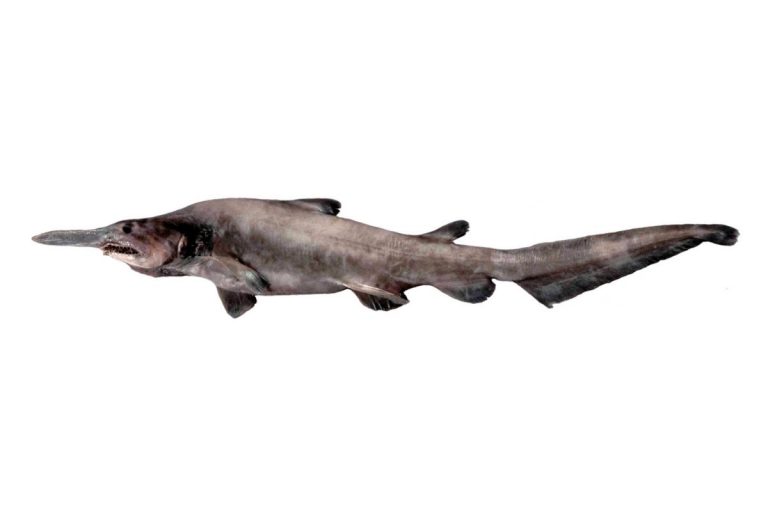 El tiburón duende, catalogado como una especie rara por su color ...