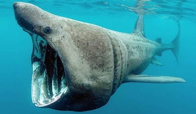 El tiburón peregrino: el segundo pez más grande del mundo - Tiburonalia