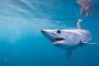 Tiburón Mako - Tiburonalia