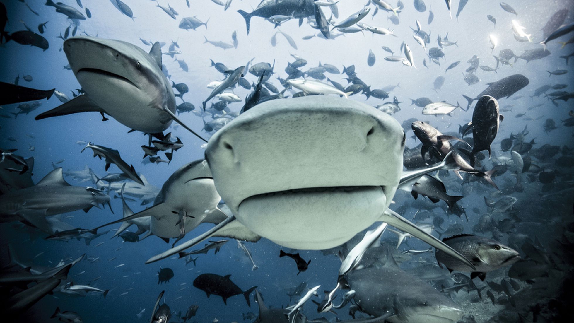 Tiburones incapaces de detenerse - Tiburonalia